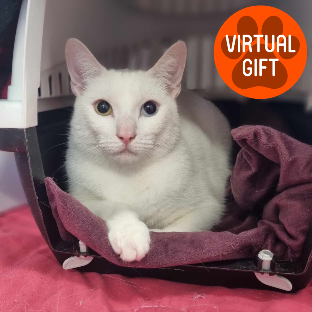 Welcome Pack for a Rain Rescue cat - RainRescue