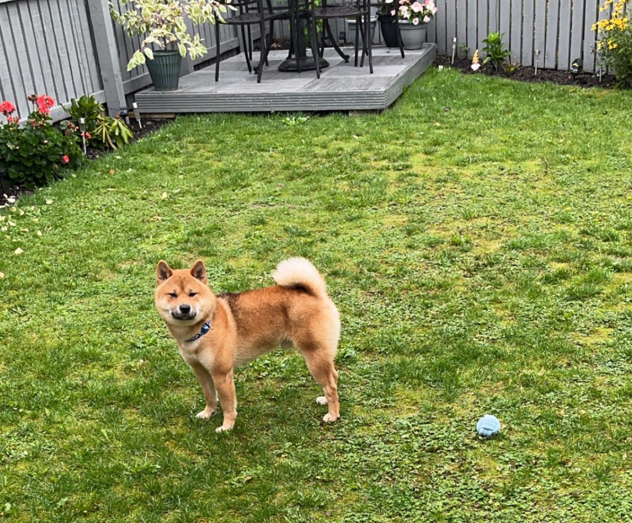 Happy Tails - RainRescue