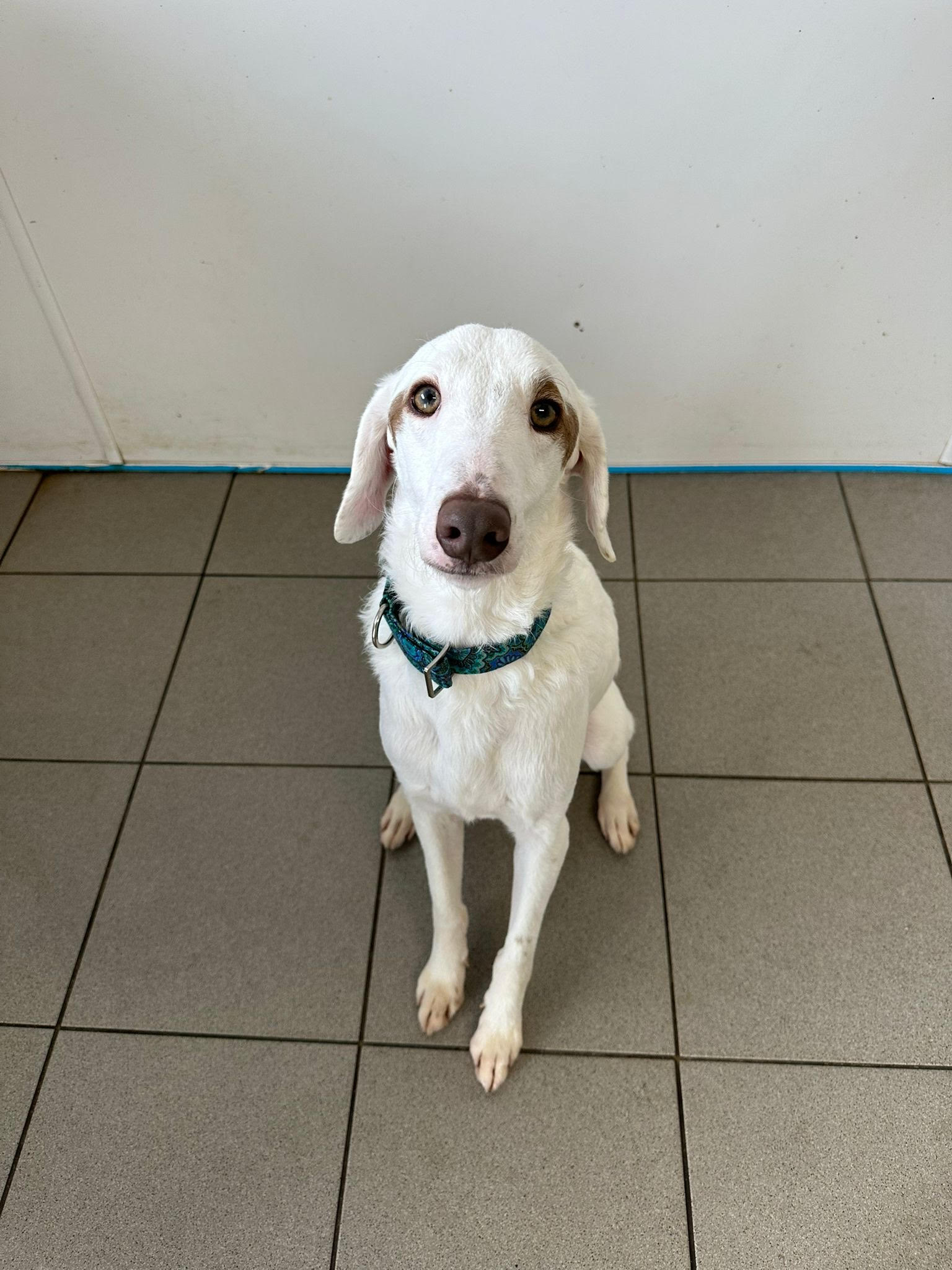 Zeus - Saluki Cross - Male - 1Yrs - RESERVED - RainRescue