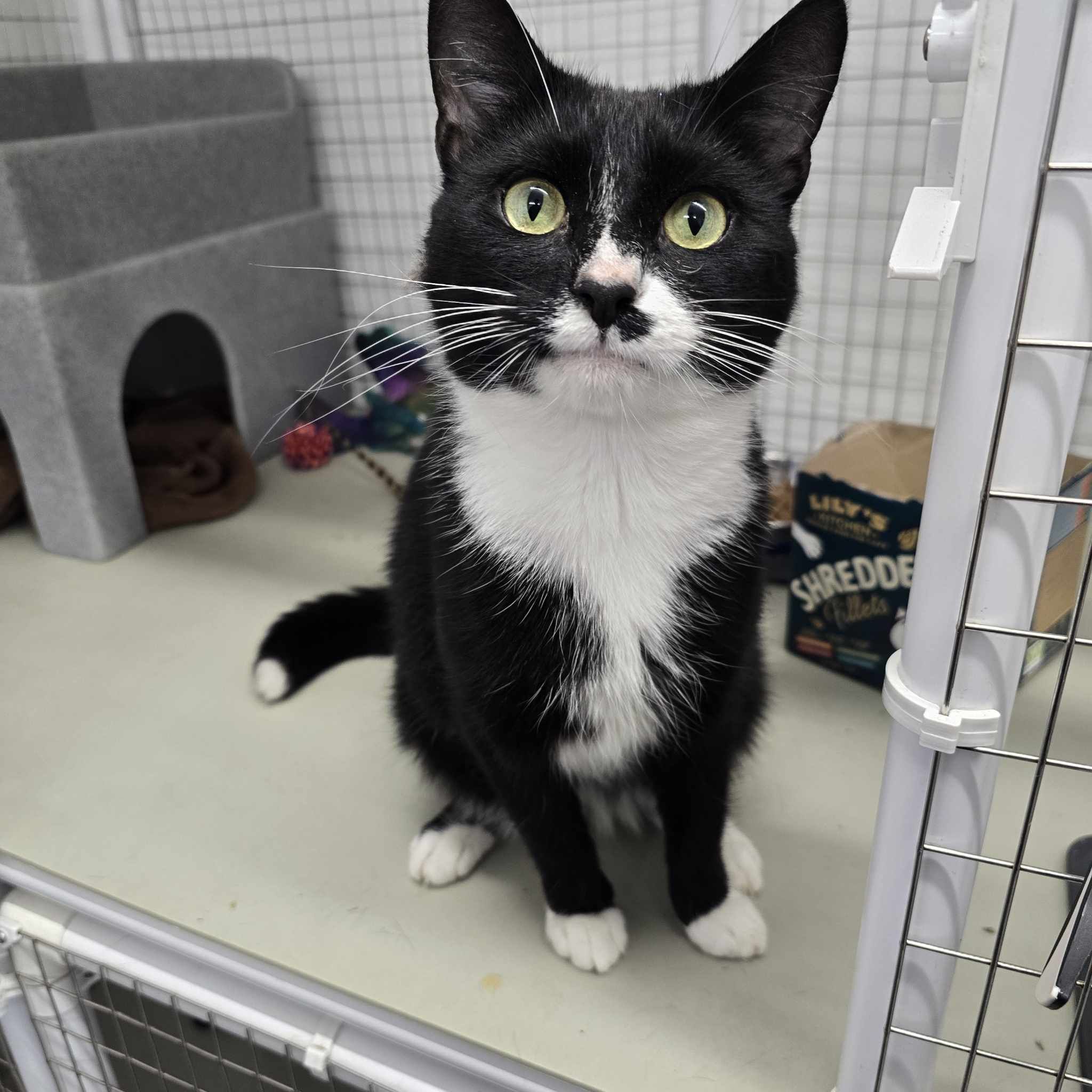 Creed - 2 Year Old Male - RainRescue