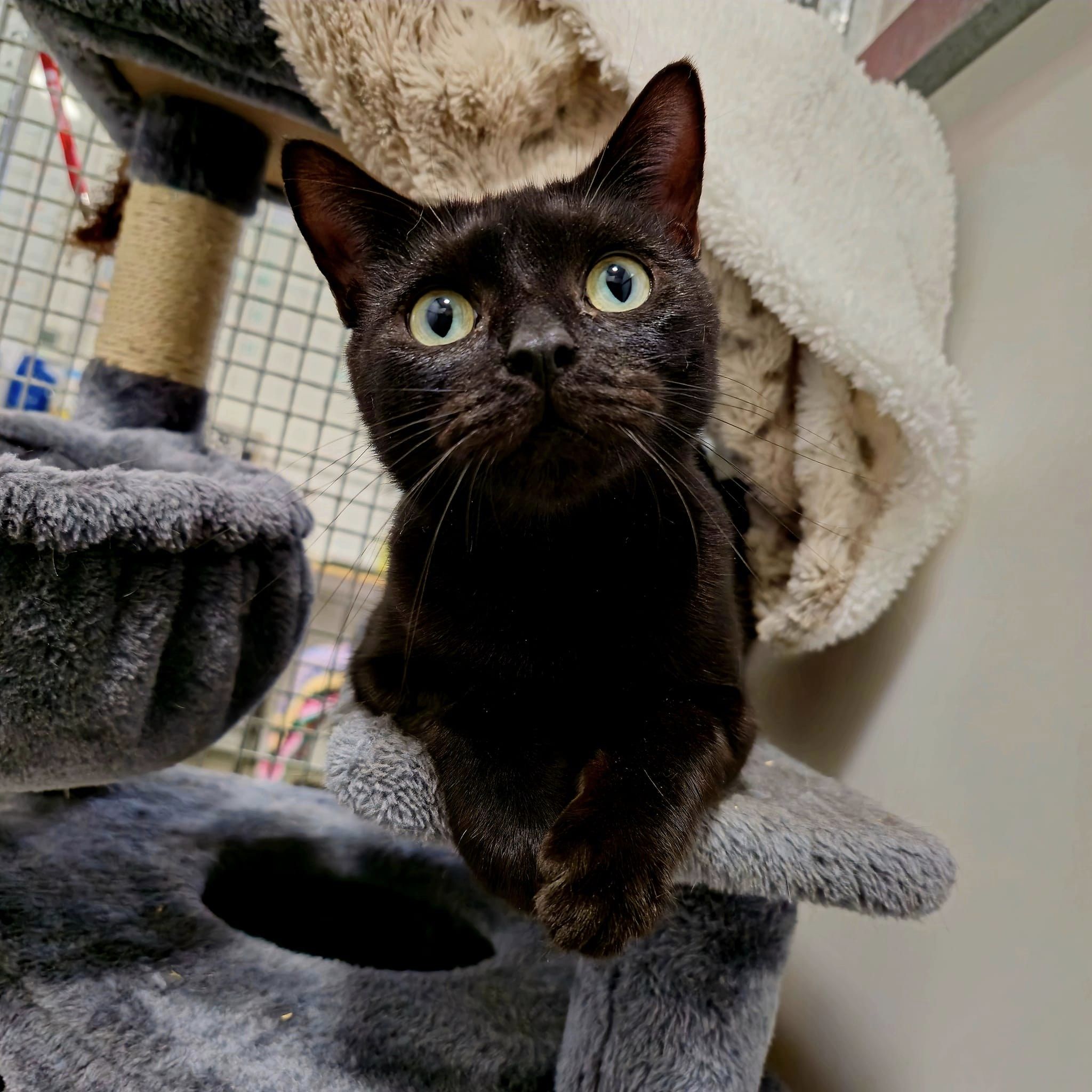 Buffy - 2 Year Old Female - RainRescue