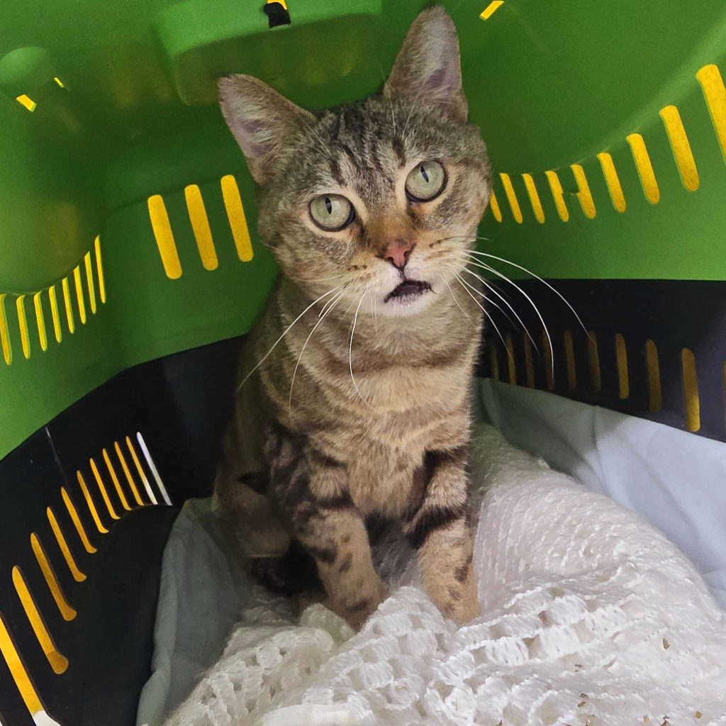 Amy- 4 Year Old Female RESERVED - RainRescue