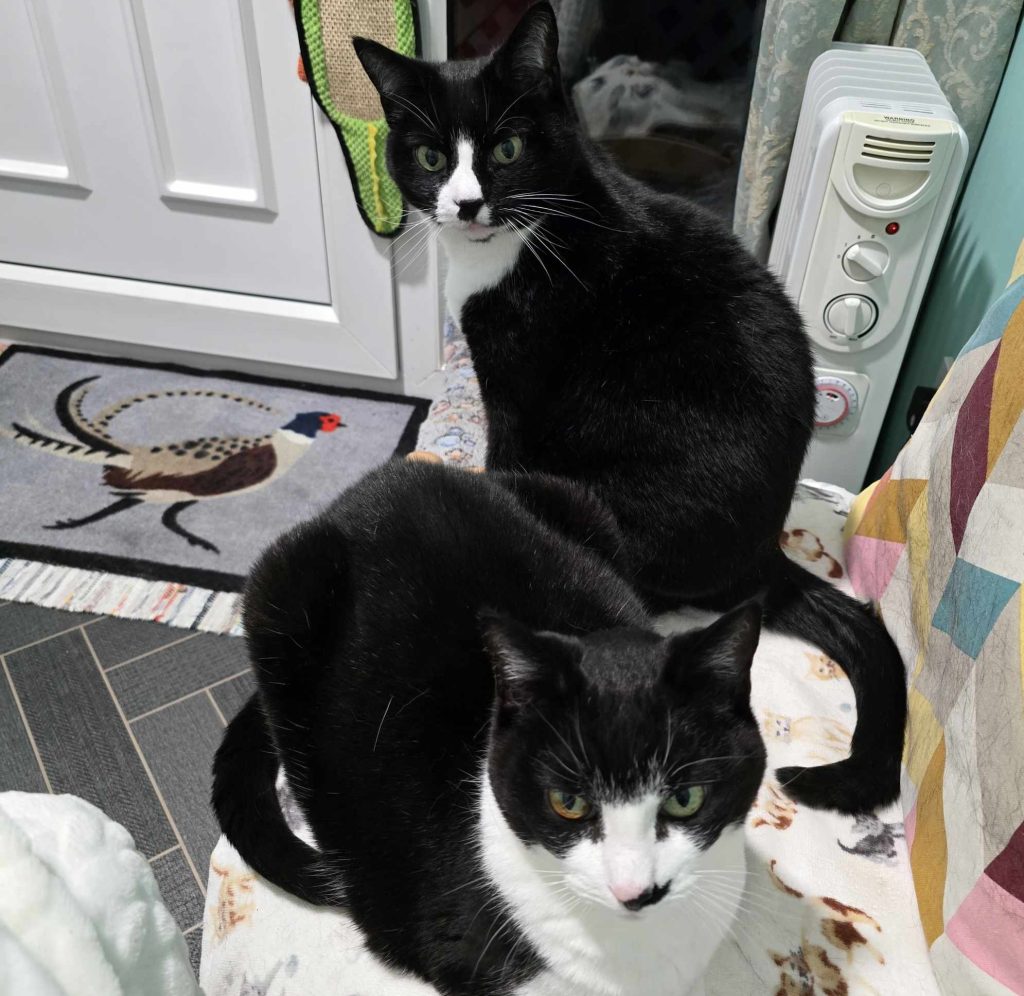 Molly-14 Year Old Female - RainRescue