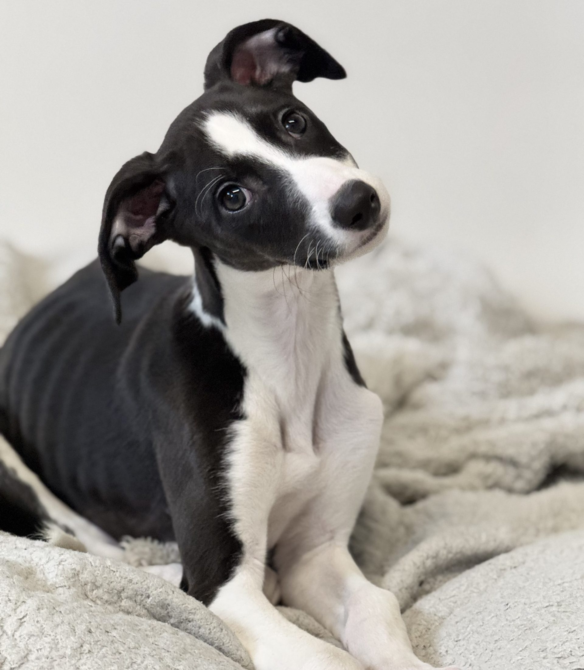 Shadow - Male - Lurcher x 10 weeks - RainRescue