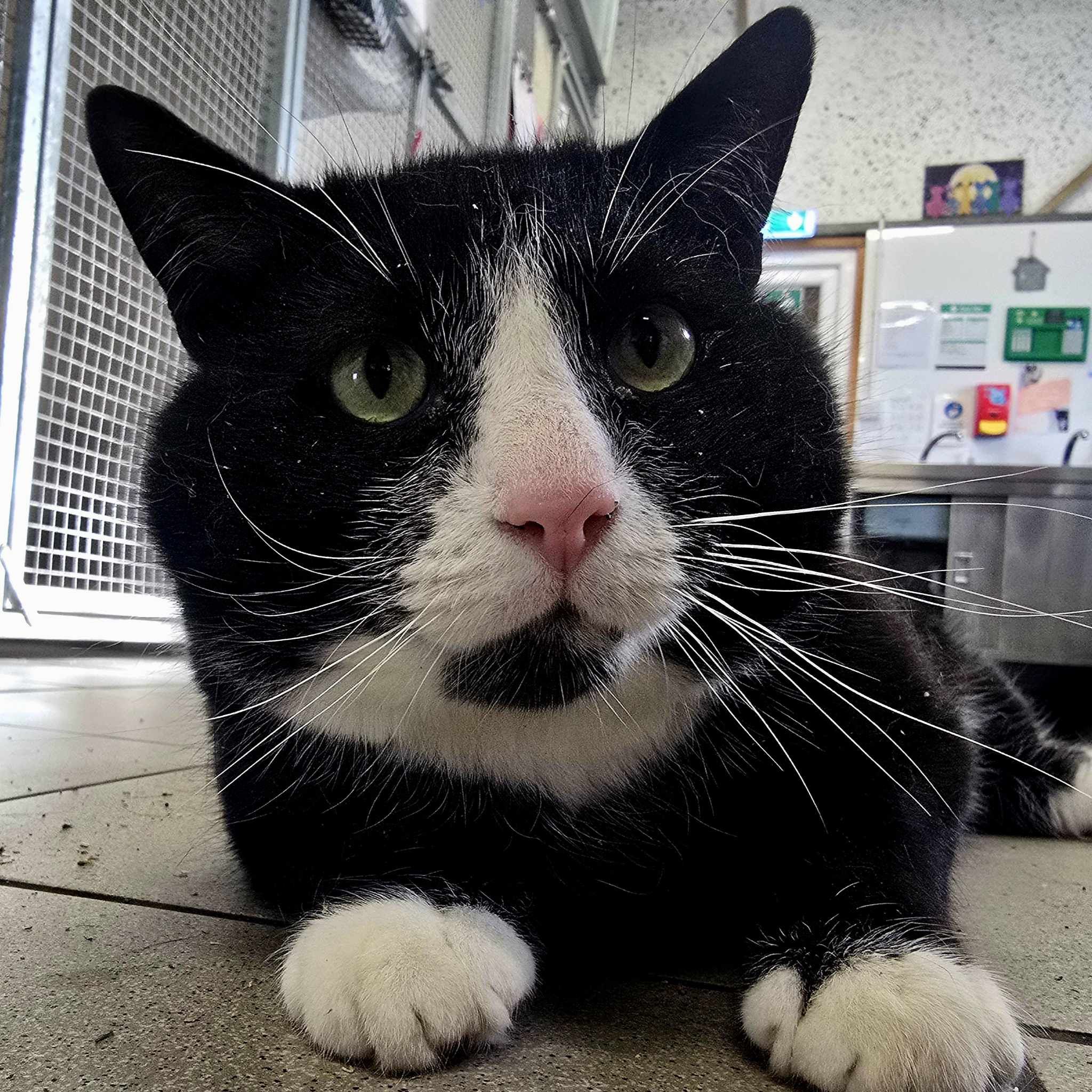 Spudly- 5 Year Old Male (RESERVED) - RainRescue