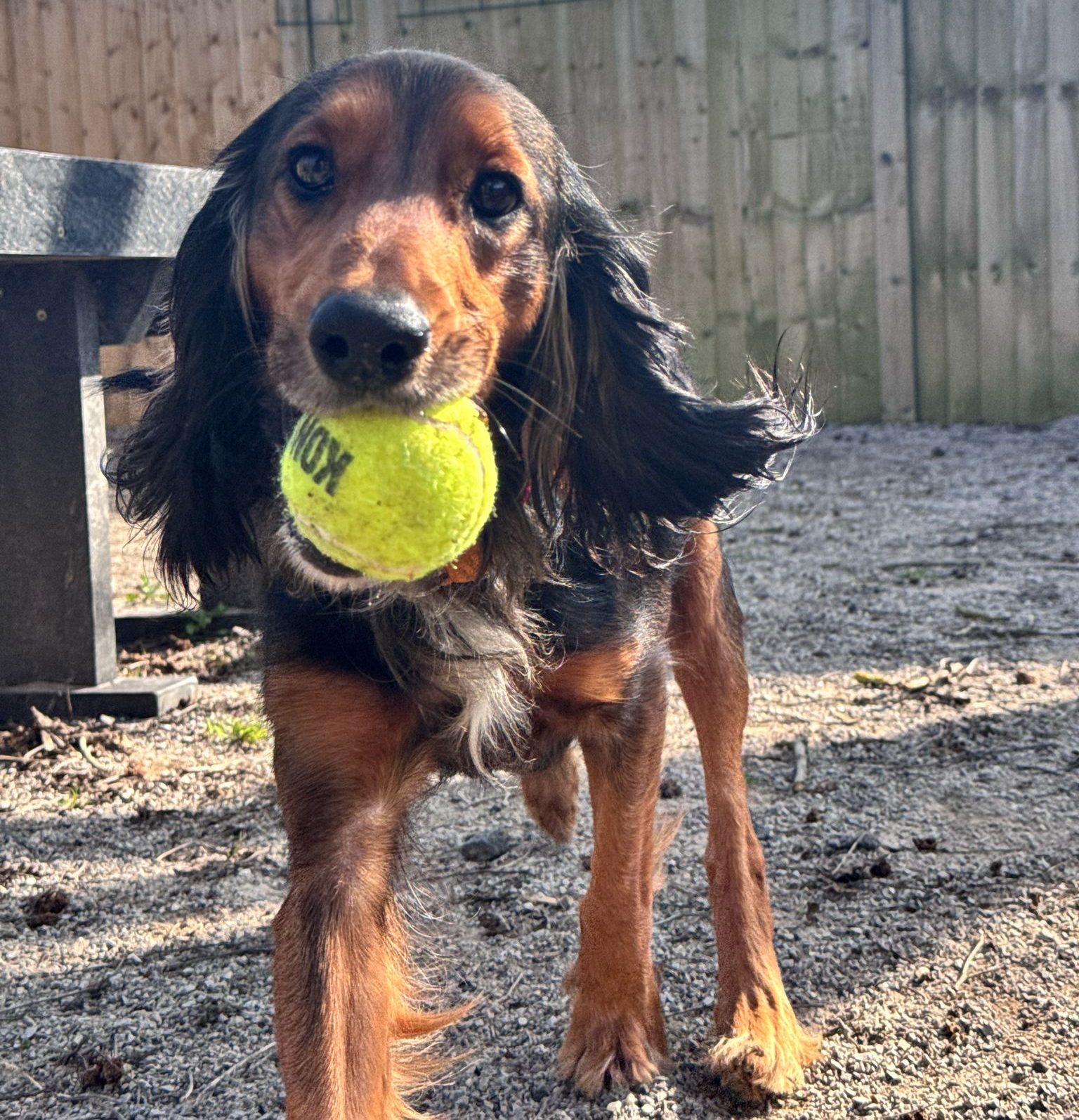 Prince - 2 Years old Spaniel x - Reserved - RainRescue