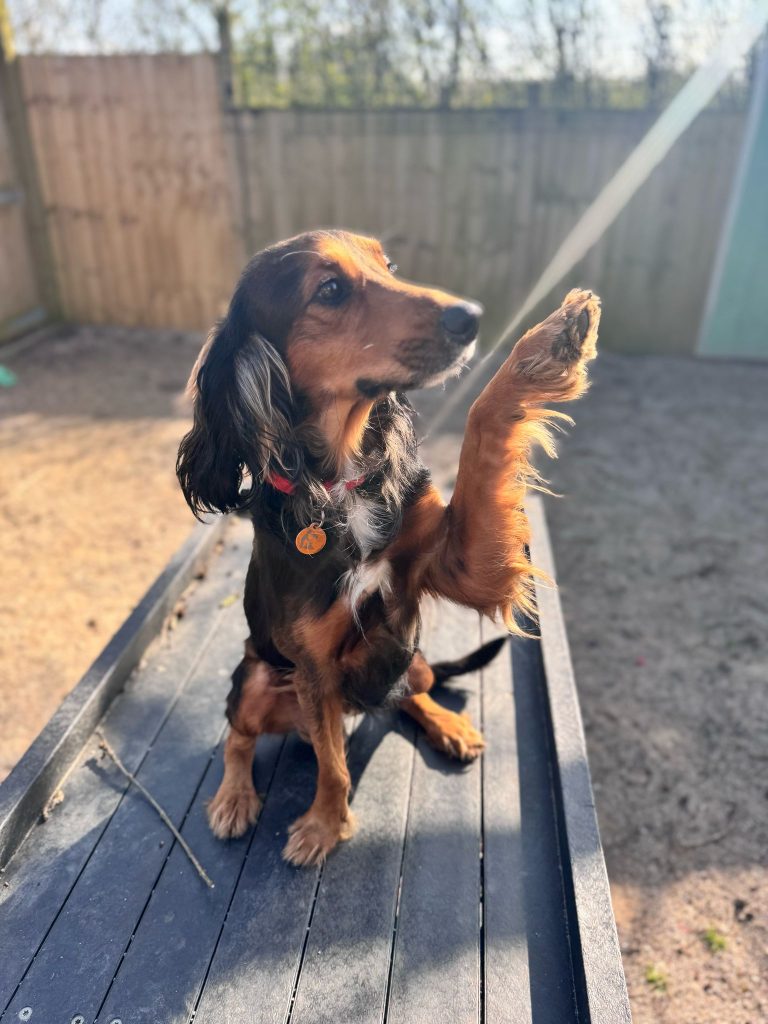 Prince - 2 Years old Spaniel x - Reserved - RainRescue