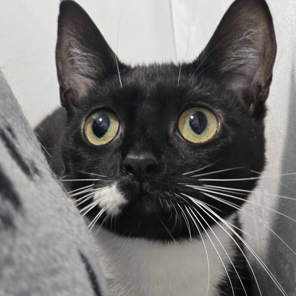 Oreo- 1 Year Old Female - RainRescue