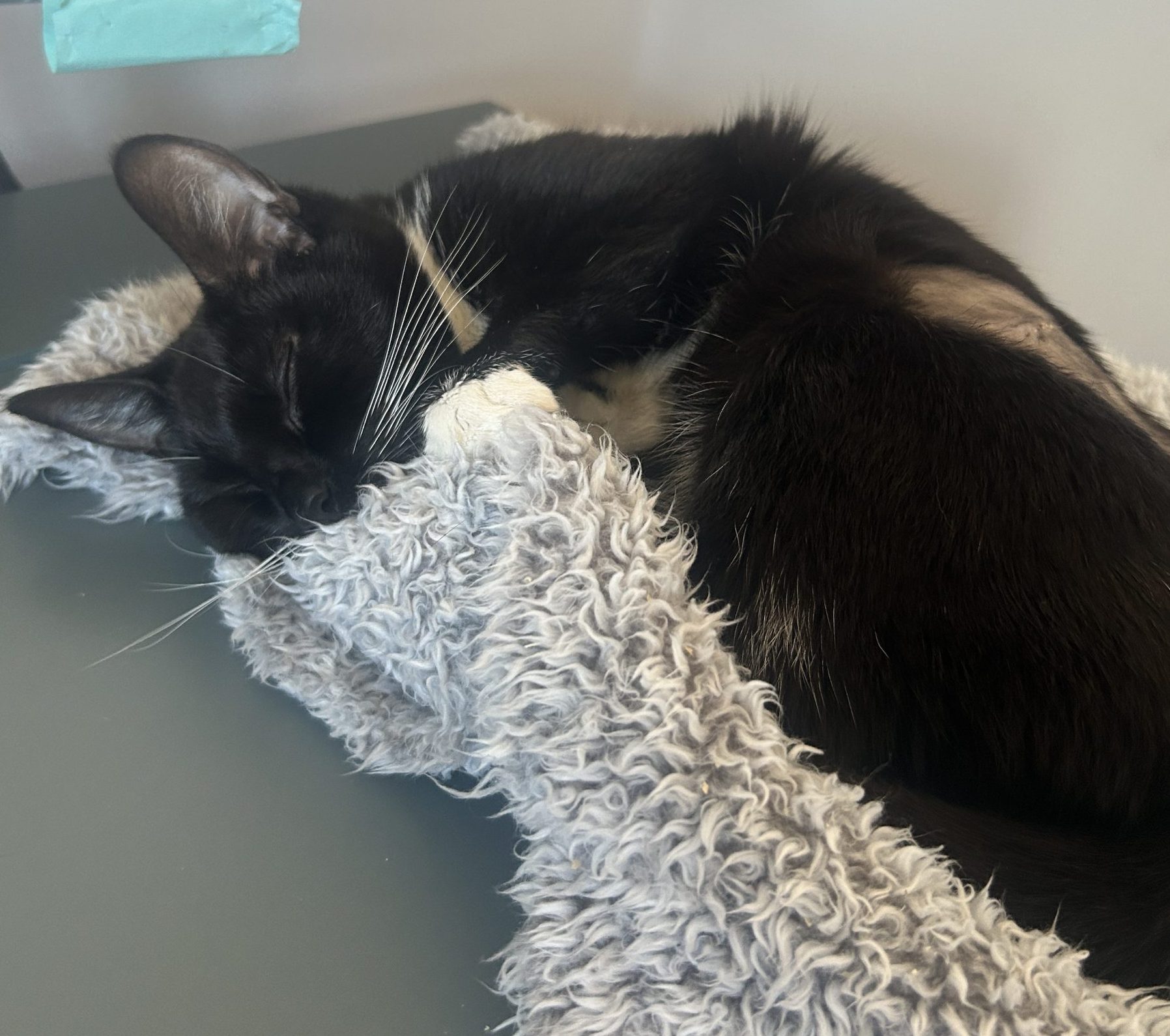 Oreo- 1 Year Old Female - RainRescue