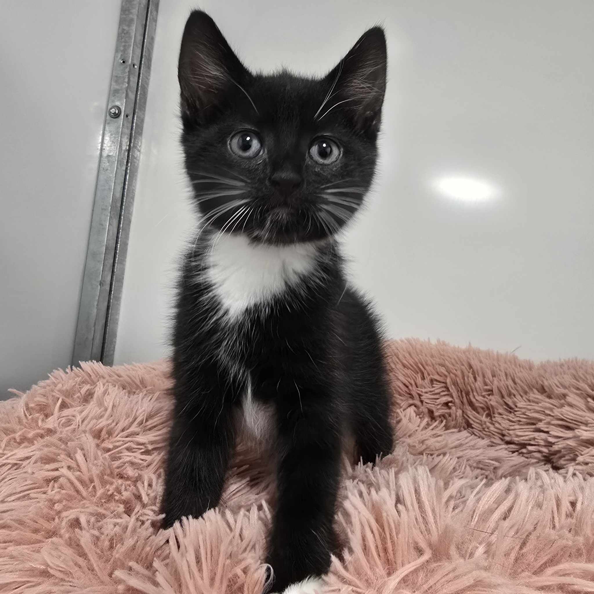 Cactus- 10 Week Old- MEETING BOOKED - RainRescue