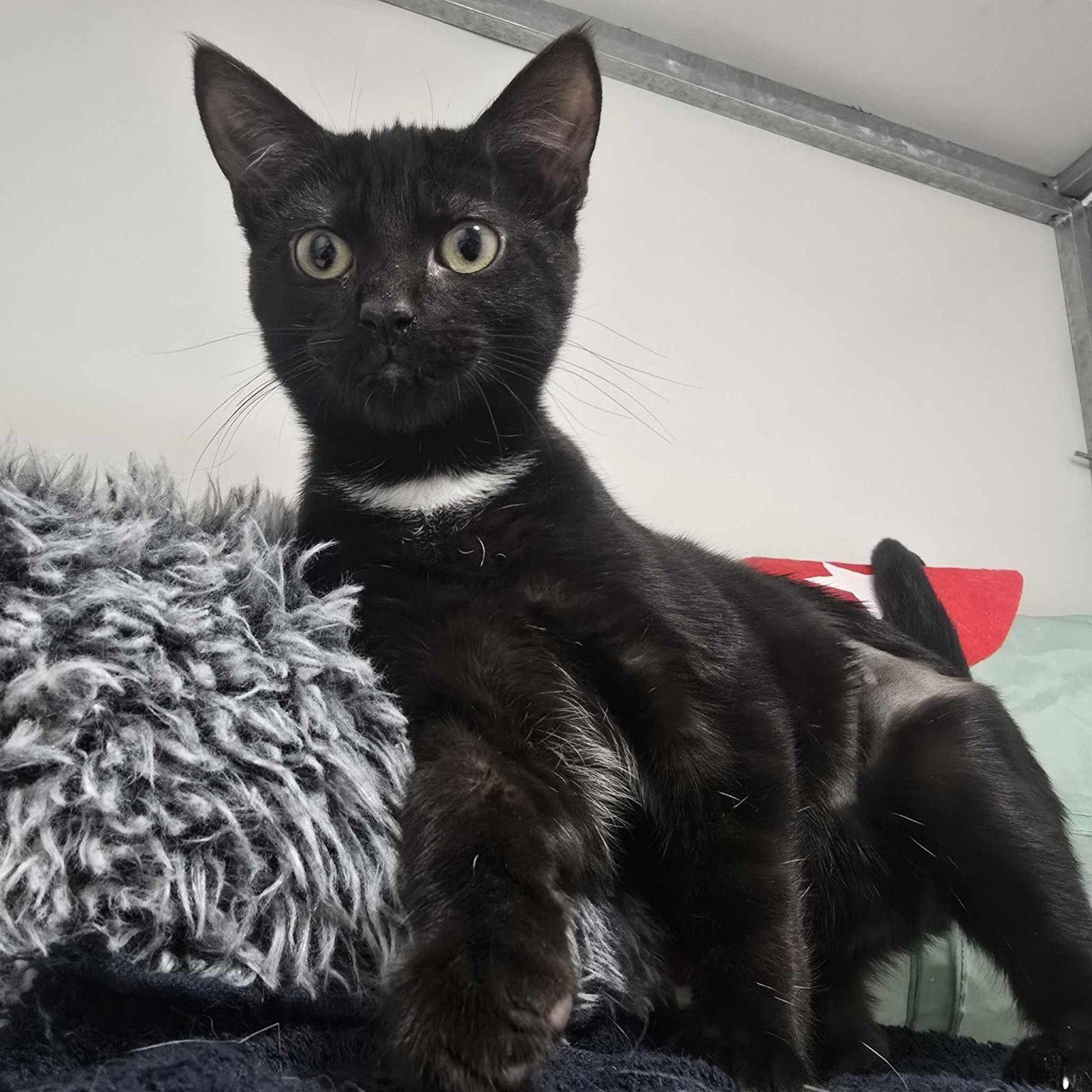 Sherbet - 4 Month Old Female- RESERVED - RainRescue