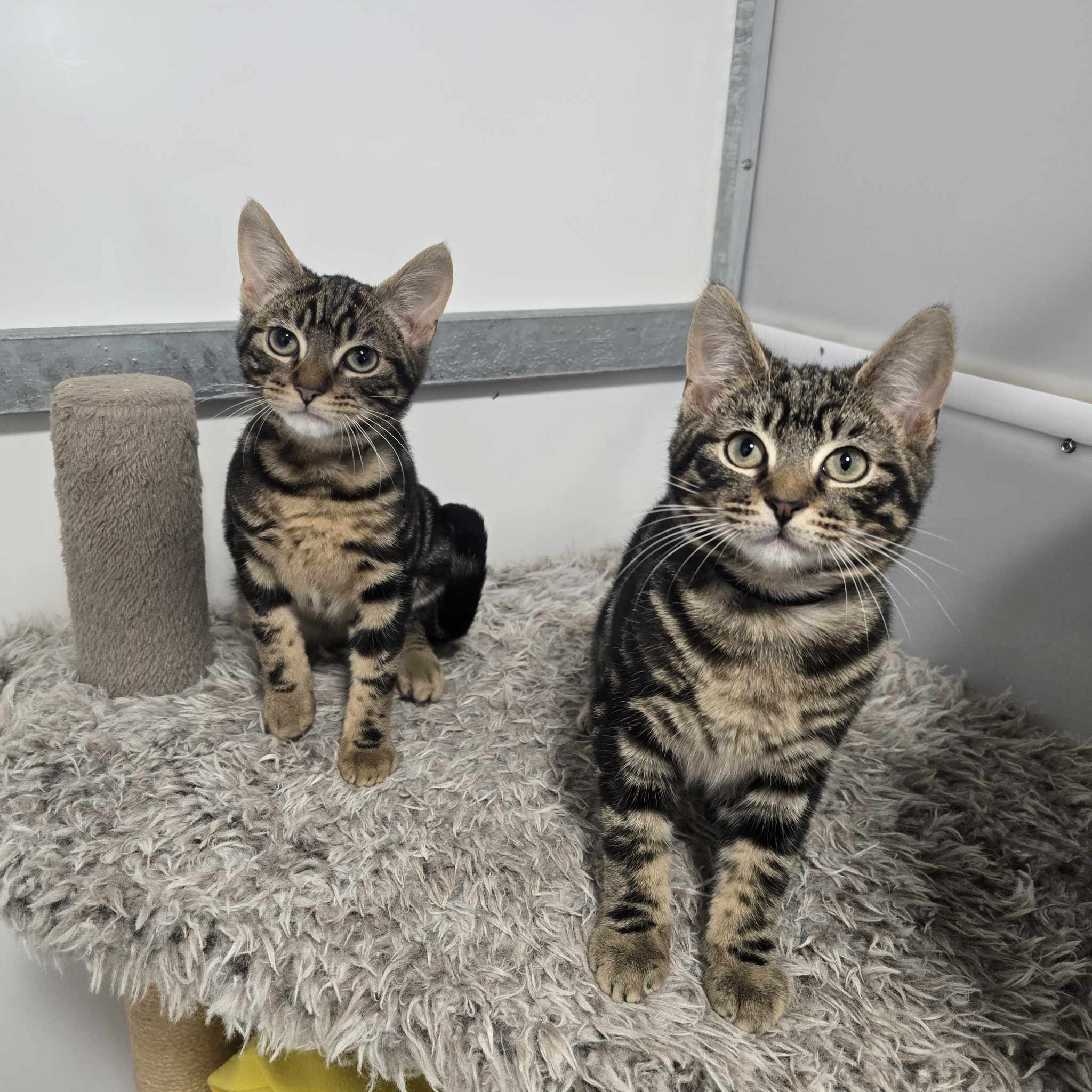 Rhubarb and Custard- 4 Month Old Males- MEETING BOOKED - RainRescue
