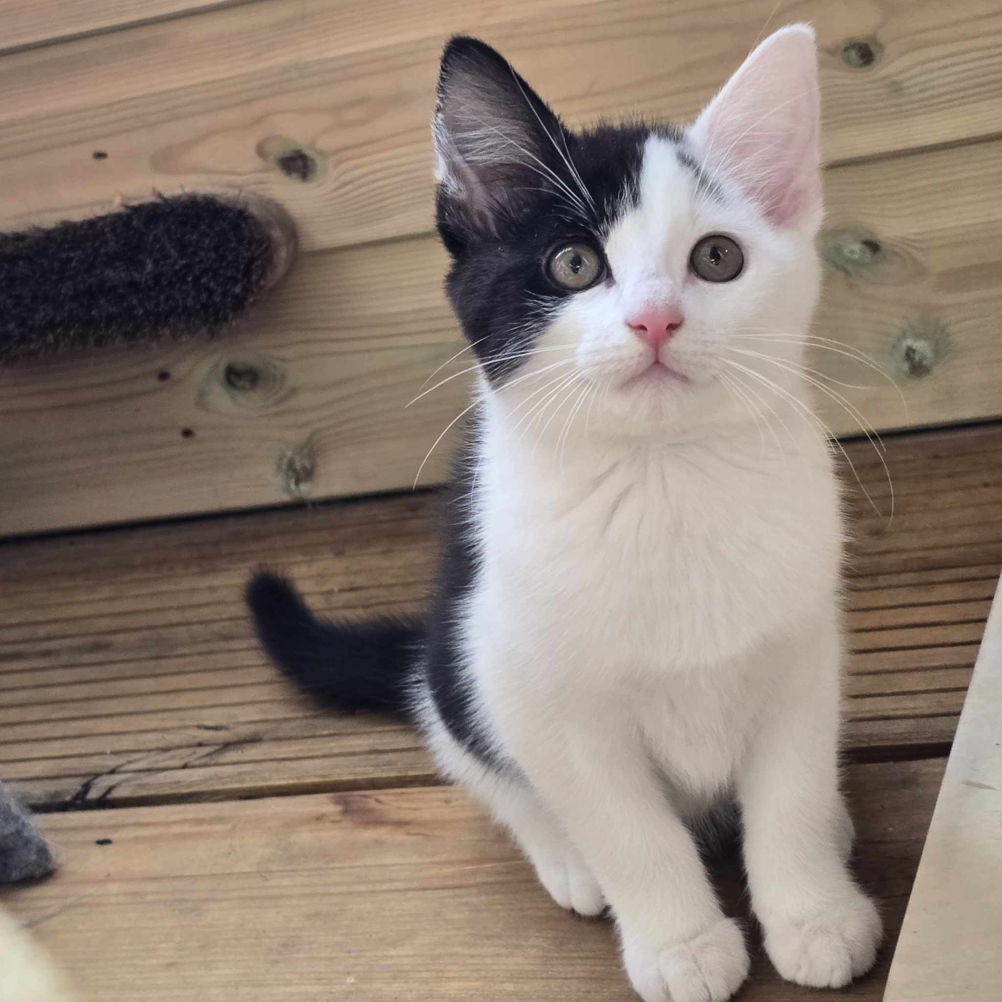 Gary- 4 Month Old Male- RESERVED - RainRescue