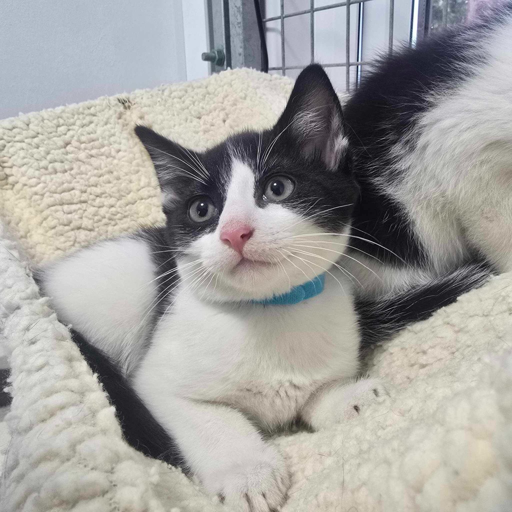 Simon- 4 Month Old Male - RainRescue