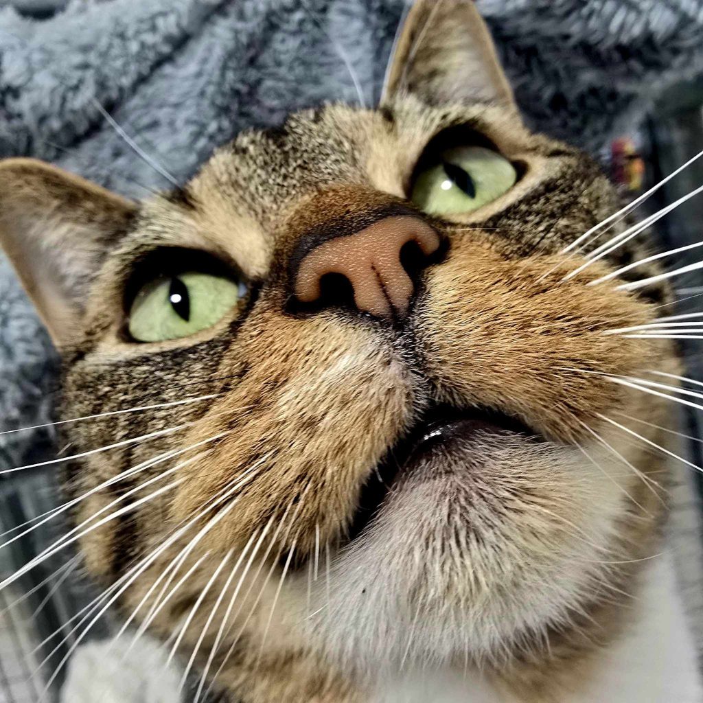 Frankie 5 Year Old Female (RESERVED) - RainRescue