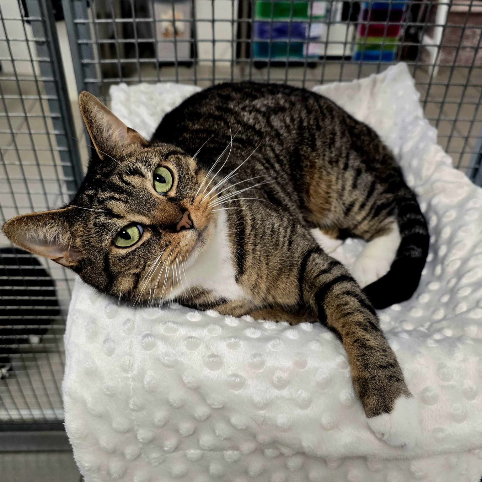 Frankie 5 Year Old Female (RESERVED) - RainRescue