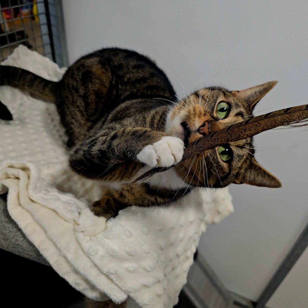 Frankie 5 Year Old Female (RESERVED) - RainRescue