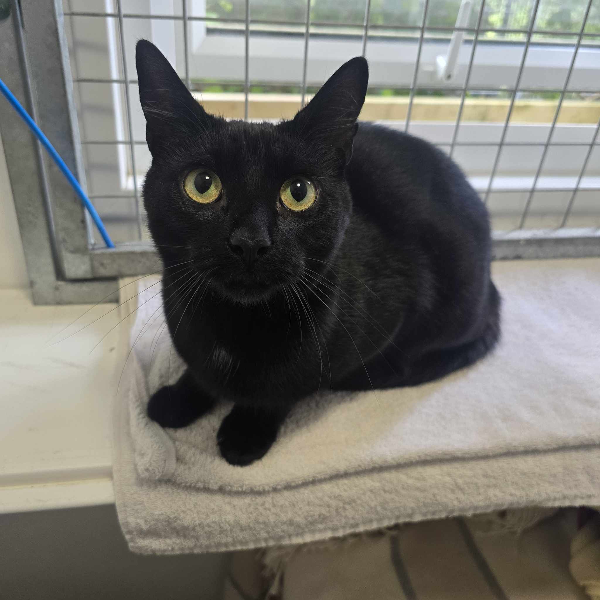 Oreo- 2 Year Old Male (RESERVED) - RainRescue