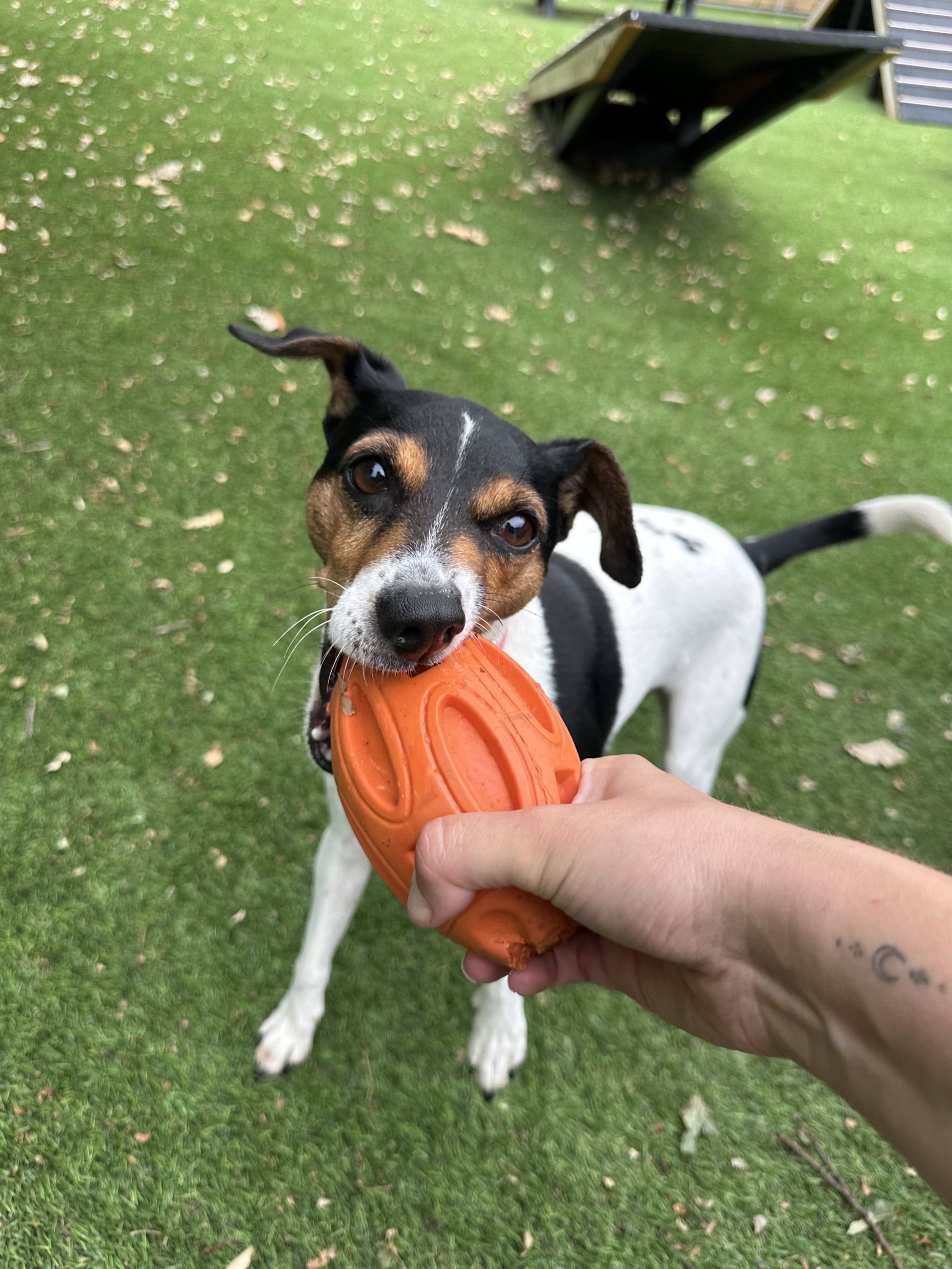 Minnie - 4 year 9 month old Female - RainRescue