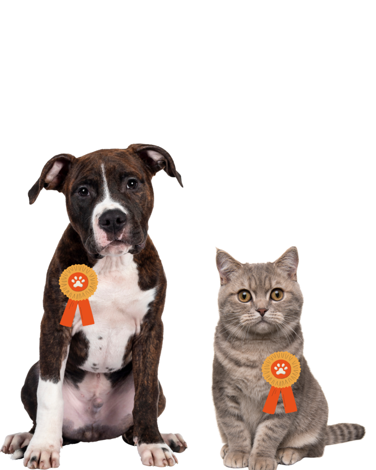 Join Us for Rain Rescue’s Online Pet Show - RainRescue