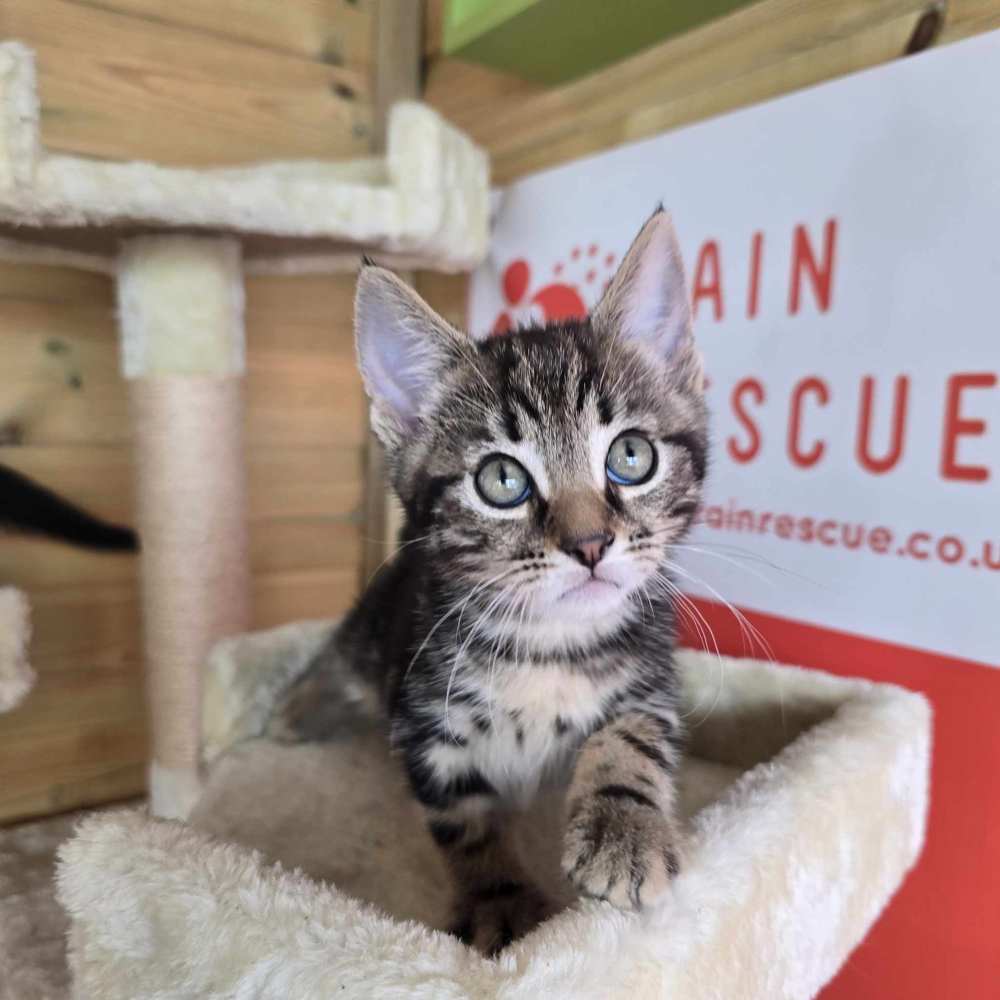 Butterball- 9 Week Old Male - RESERVED - RainRescue