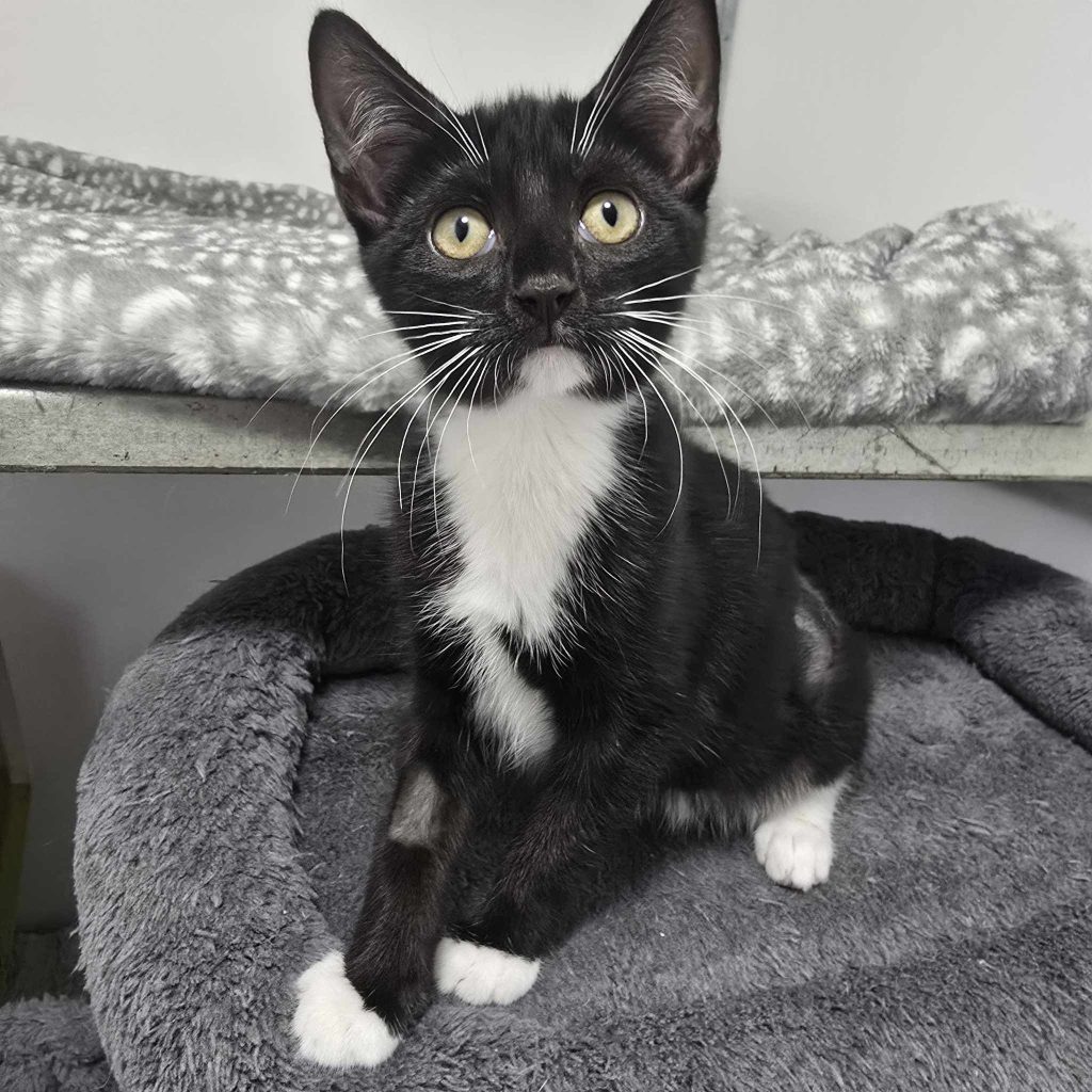 Dolly- 13 Week Old Female-RESERVED - RainRescue