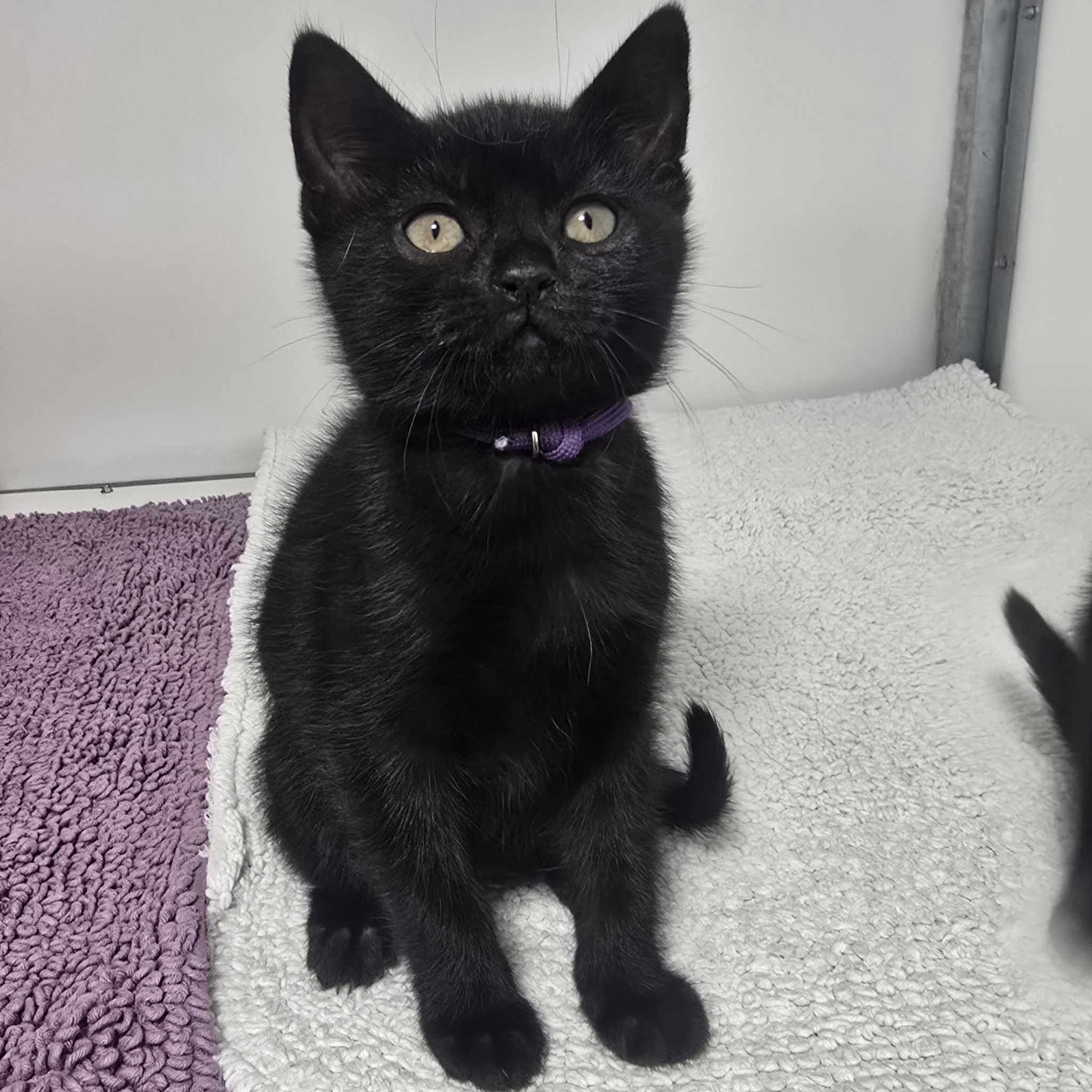 Beaver- 9 Week Old Female- RESERVED - RainRescue