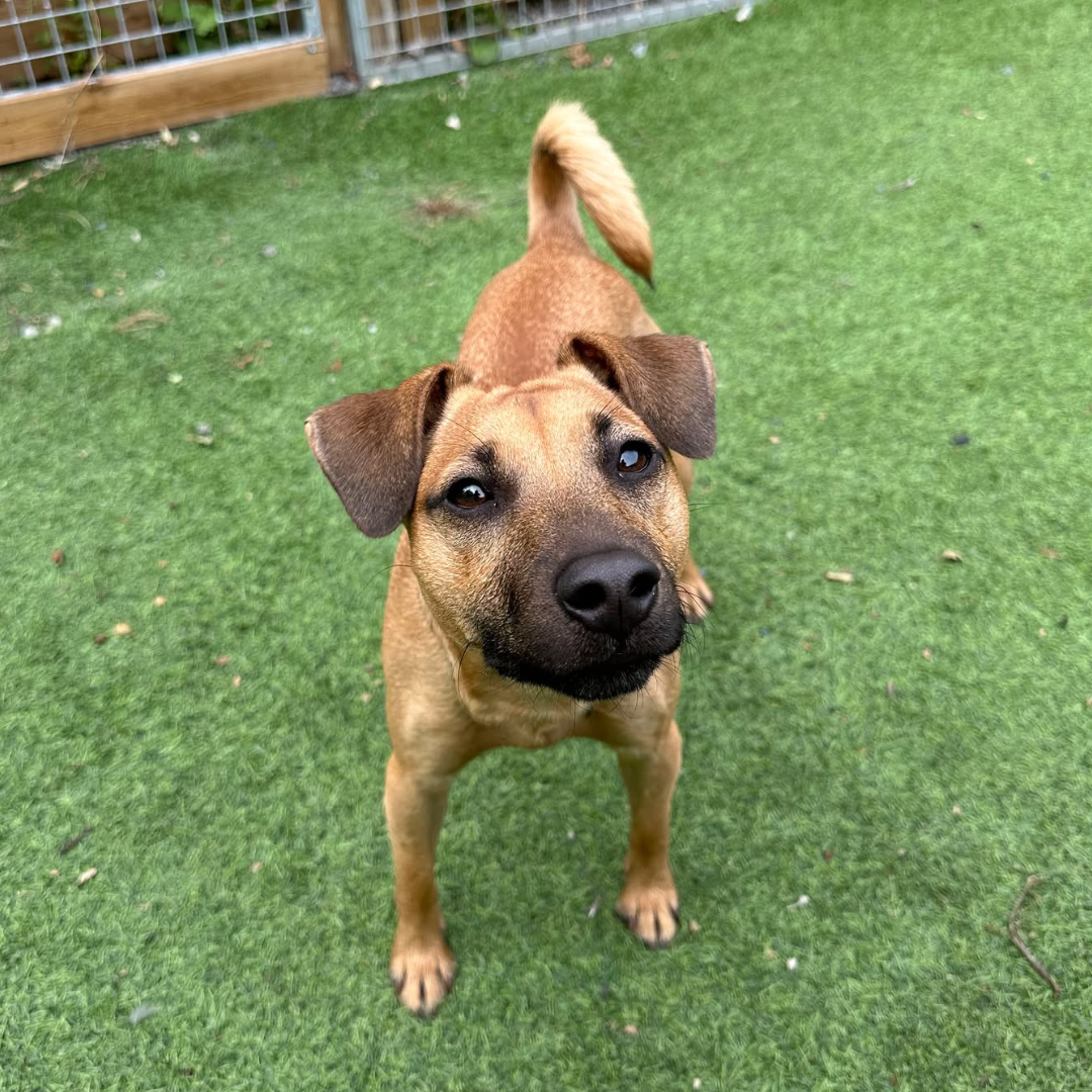 Marley - 10 Month Old Male (RESERVED) - RainRescue