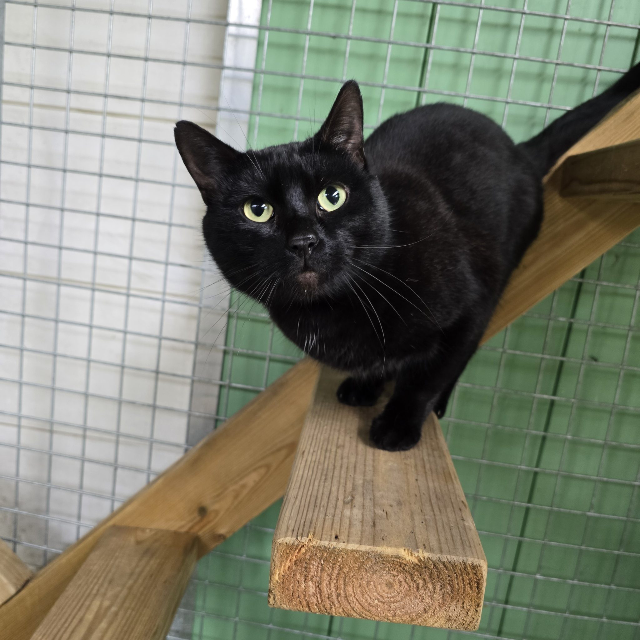 Shadow- 2 Year Old Male - RainRescue