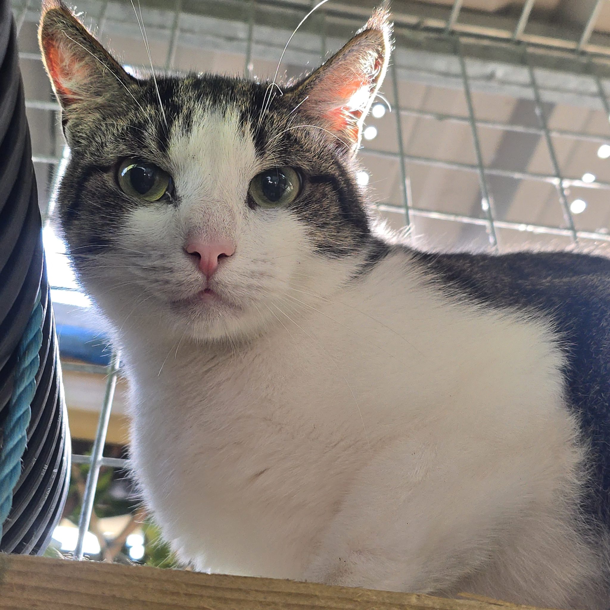 Chase- 2 Year Old Male RESERVED - RainRescue