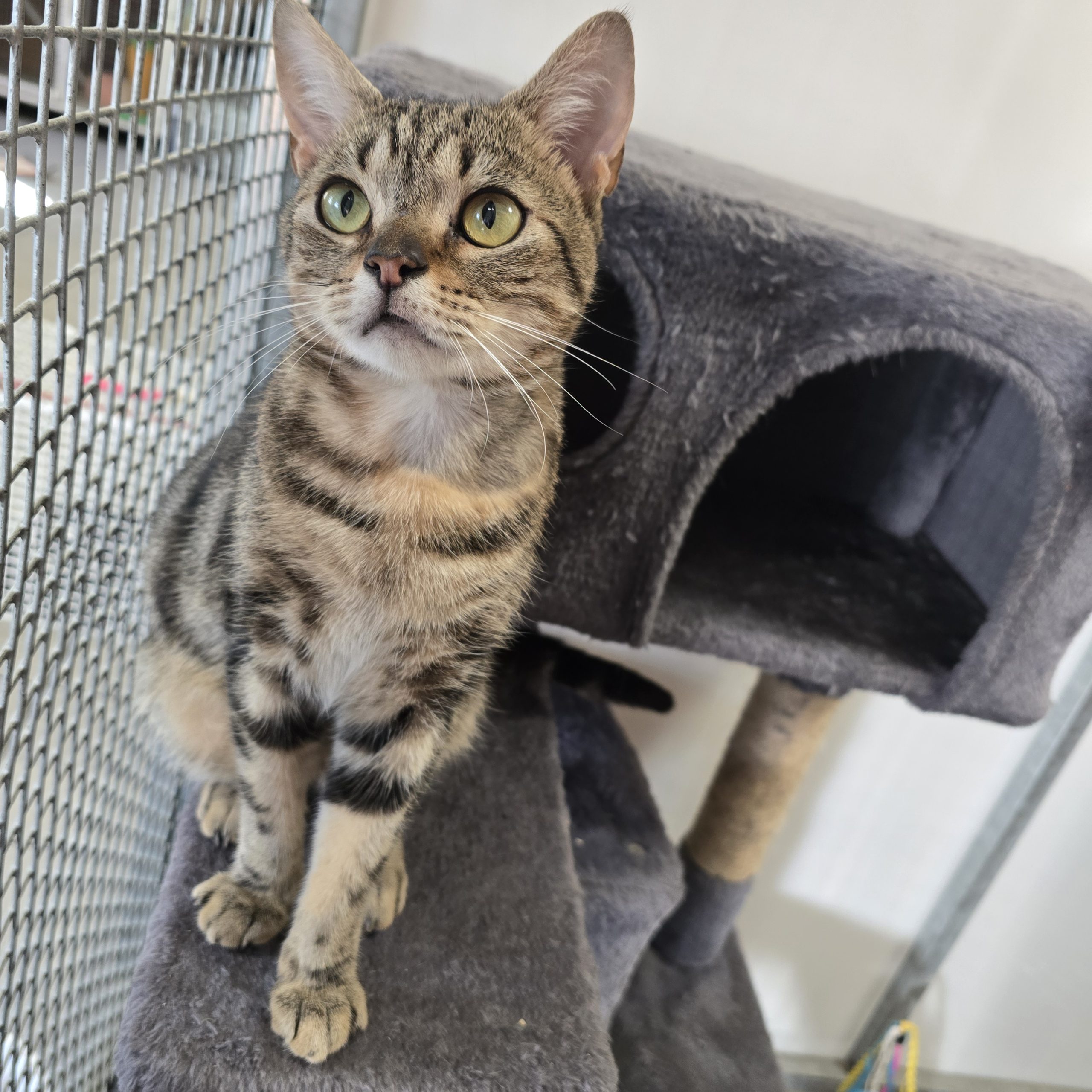 Eddy- 11 Month Old Male- MEETING BOOKED - RainRescue