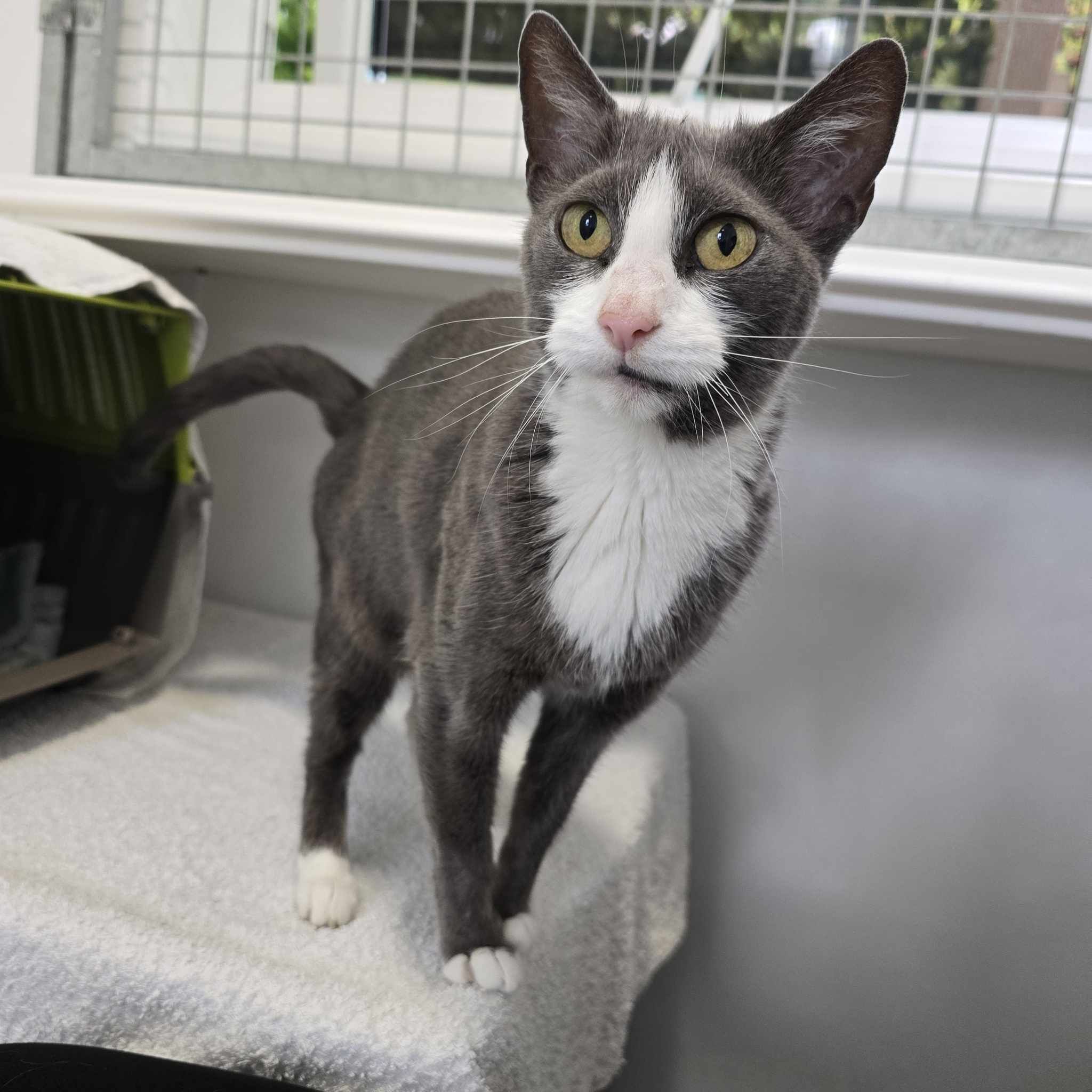 Tiddles- 7 Year Old Female - RESERVED - RainRescue