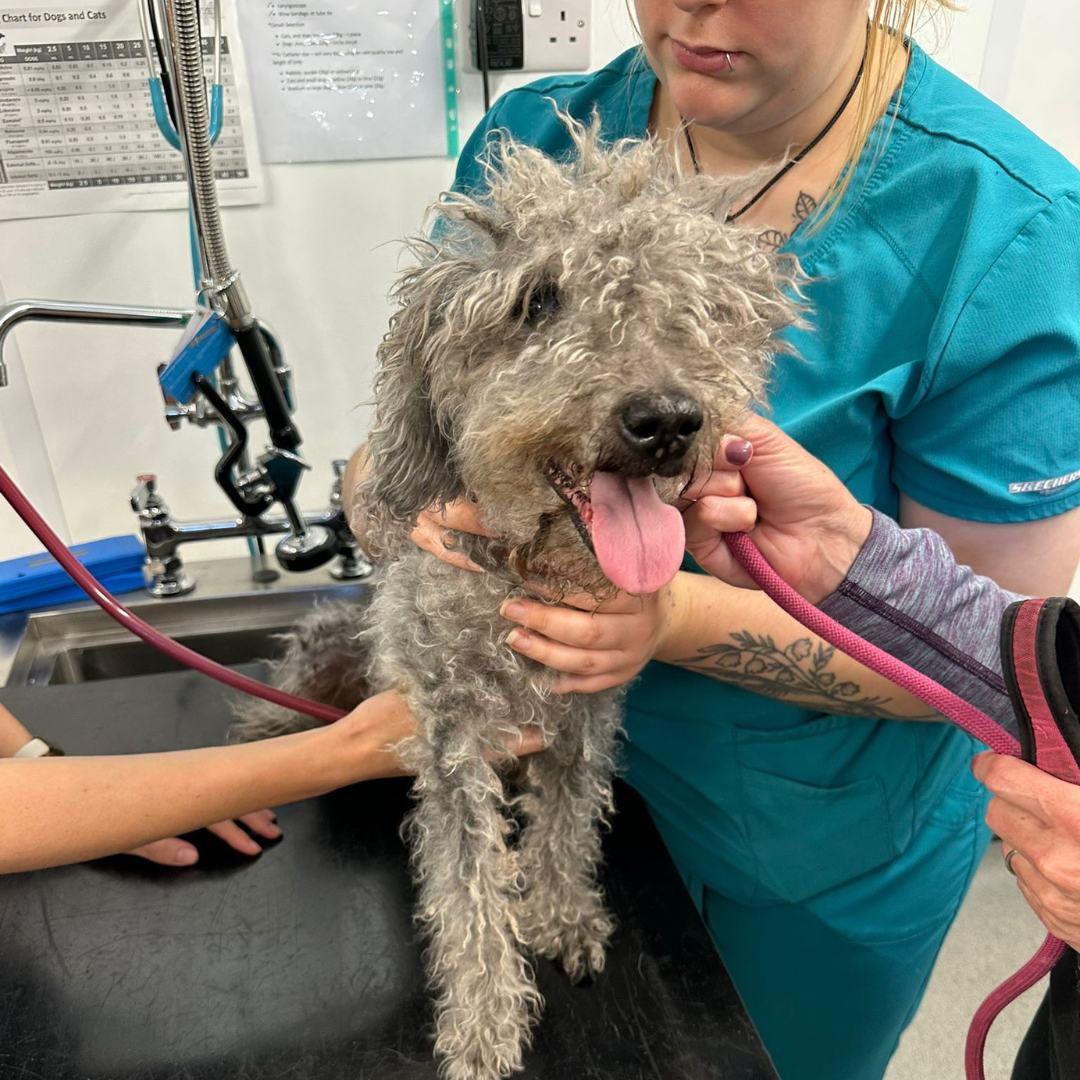 Woody and Ruby's Second Chance - RainRescue