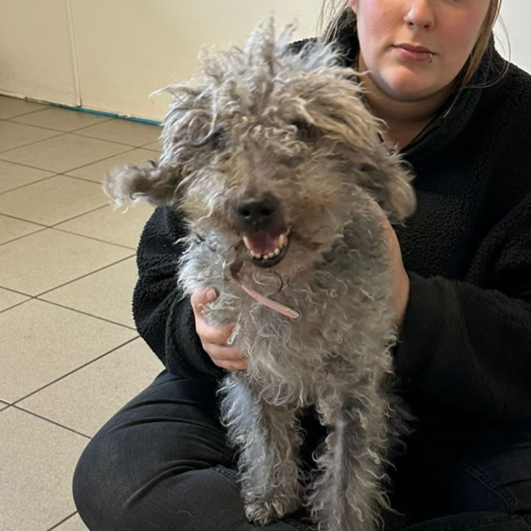 Rescuing Animals - About Us - RainRescue