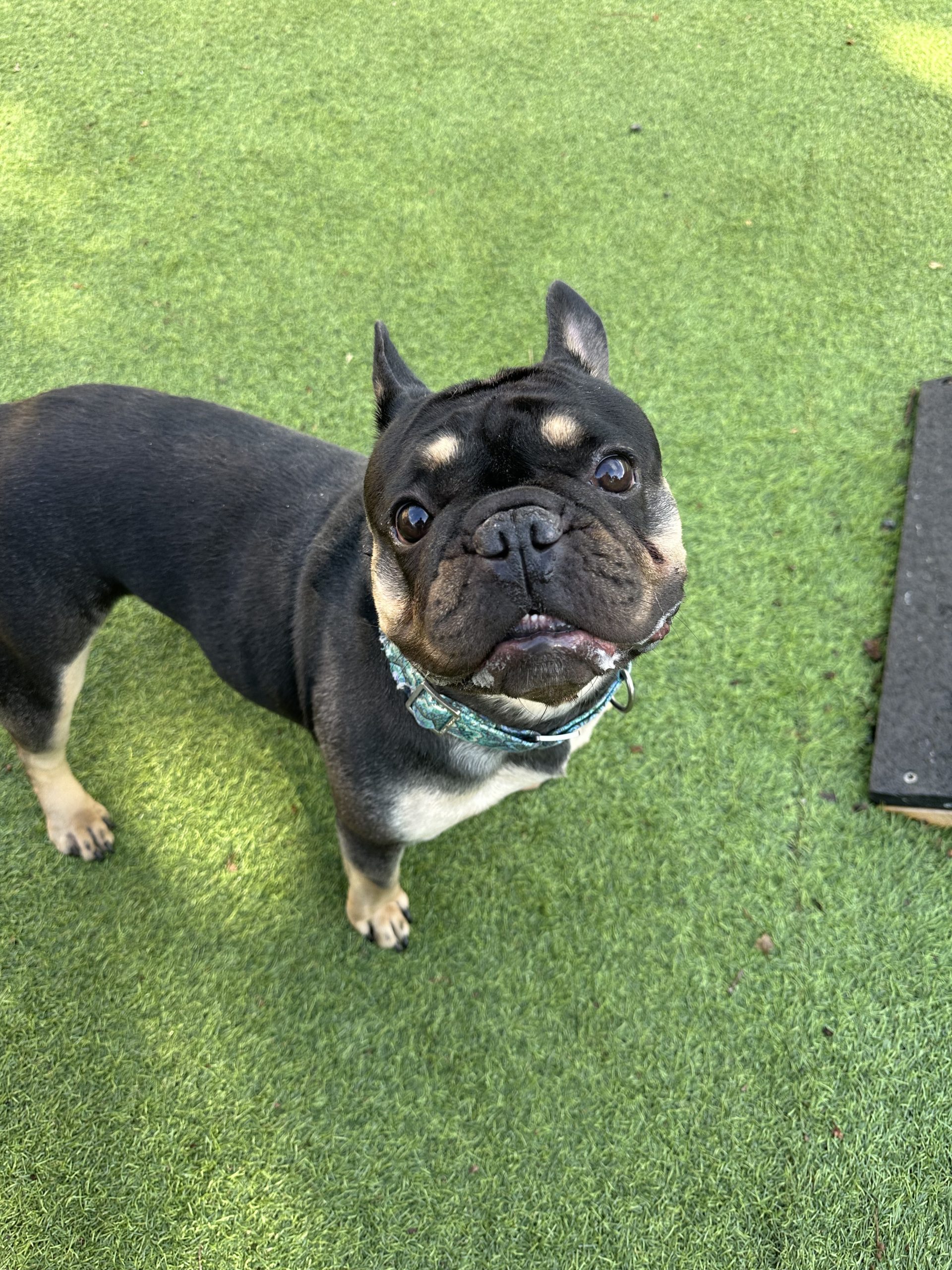 Oreo - 3 year old Female - RainRescue