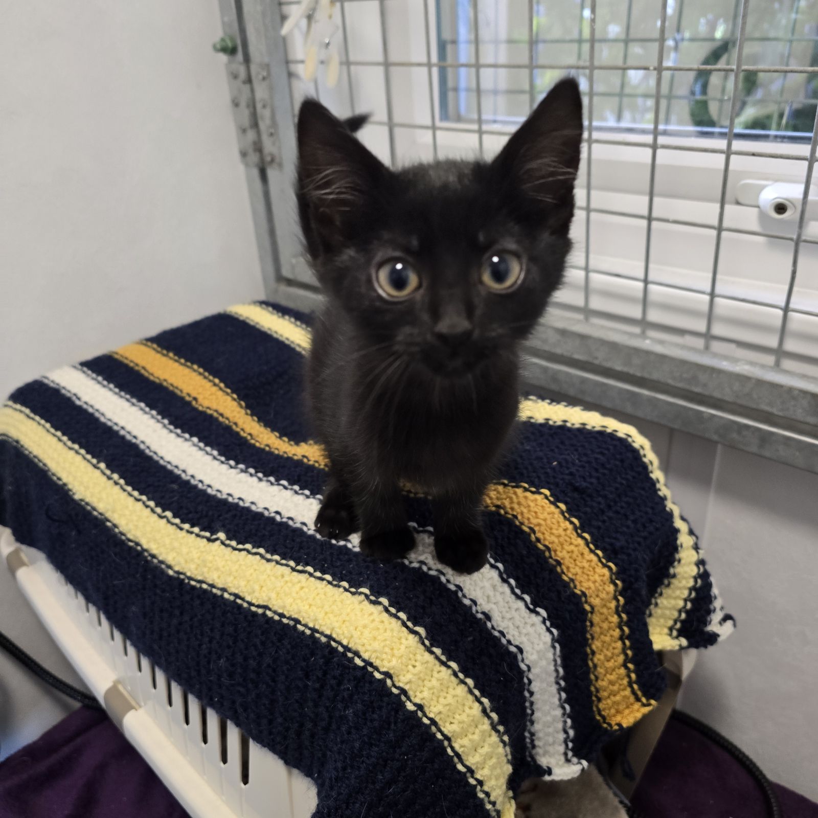 Toffee- 8 Week Old Male- RESERVED - RainRescue