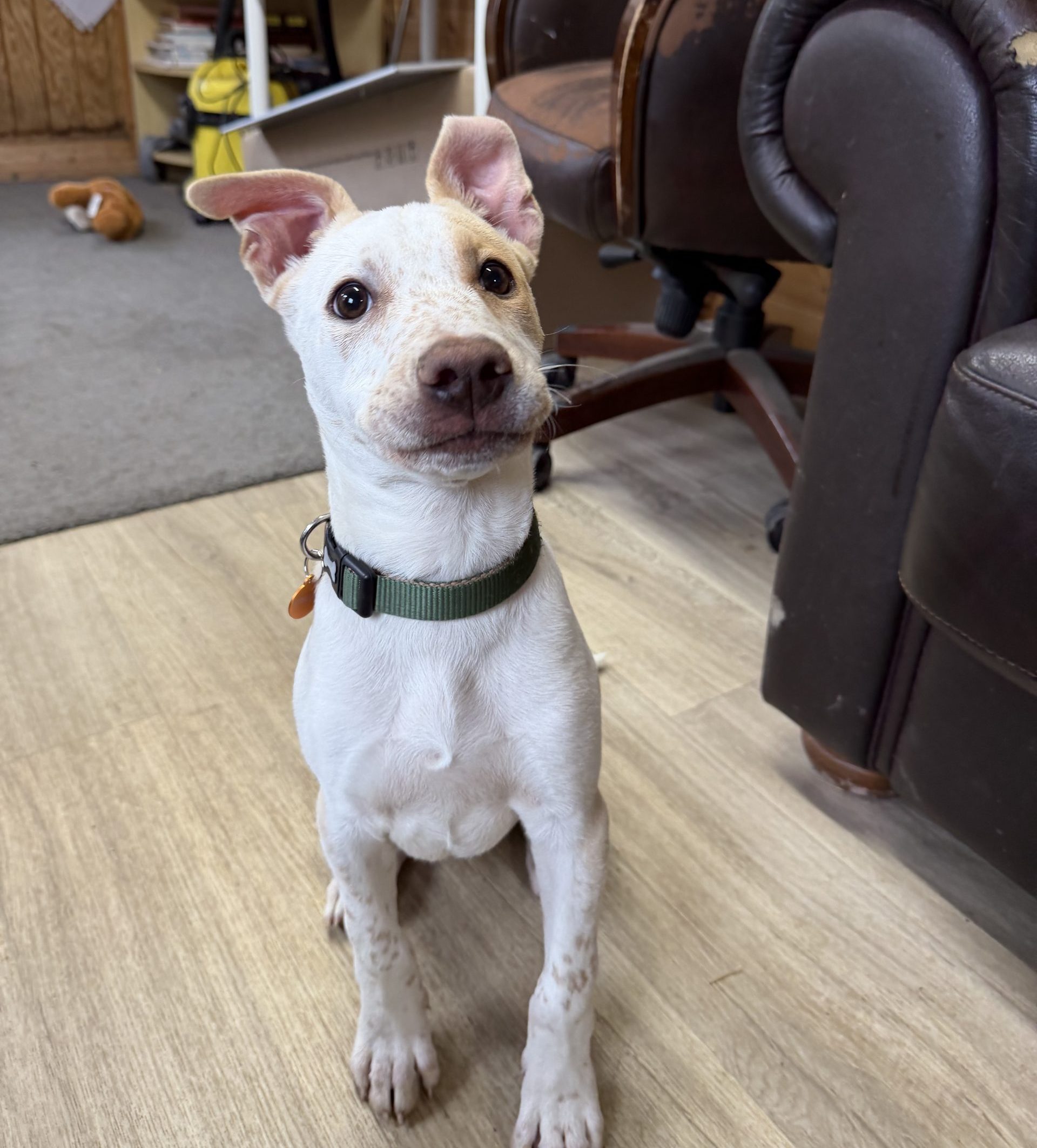 Rolo - 4 month old Male - RESERVED - RainRescue