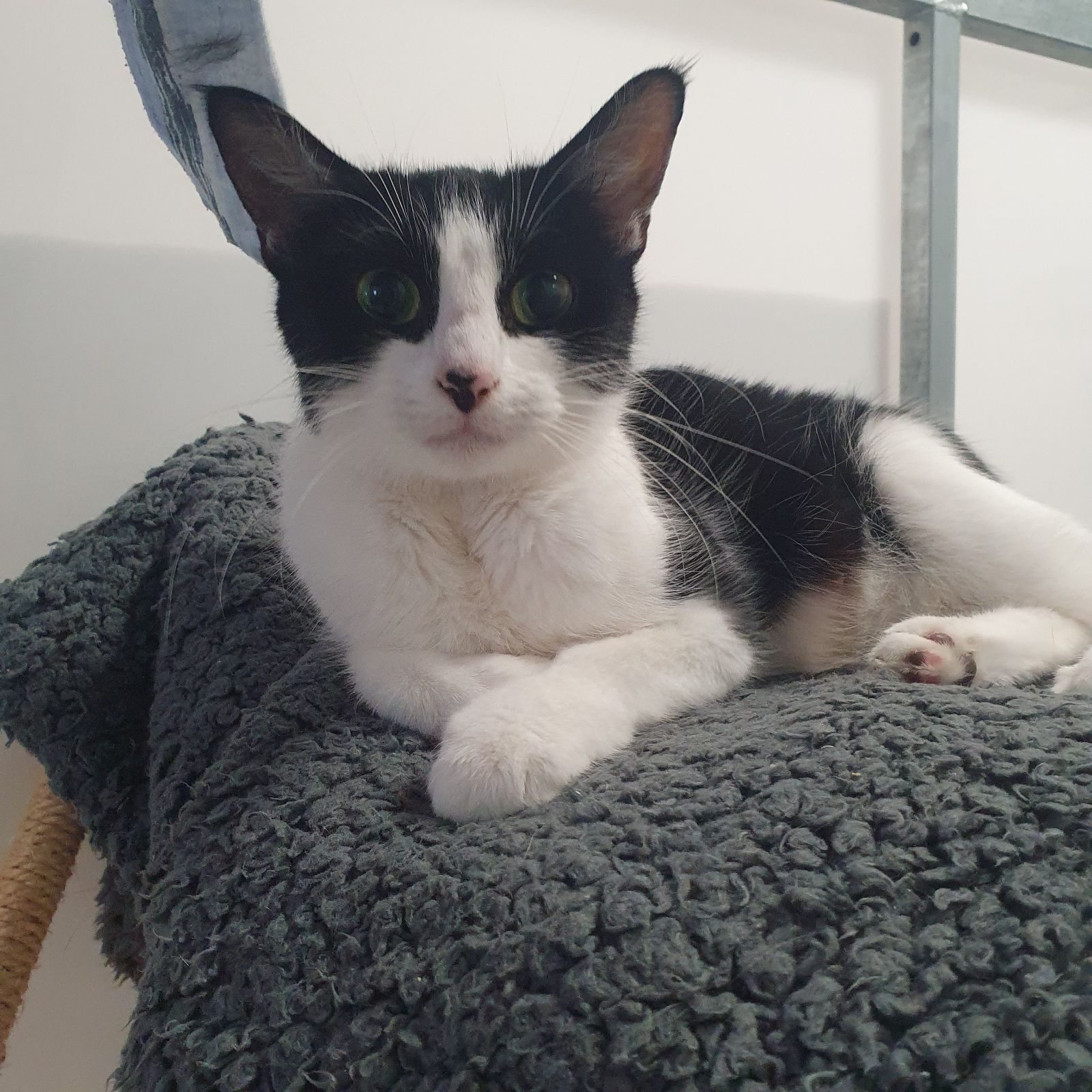 Buffy- 1 Year Old Female- RESERVED - RainRescue
