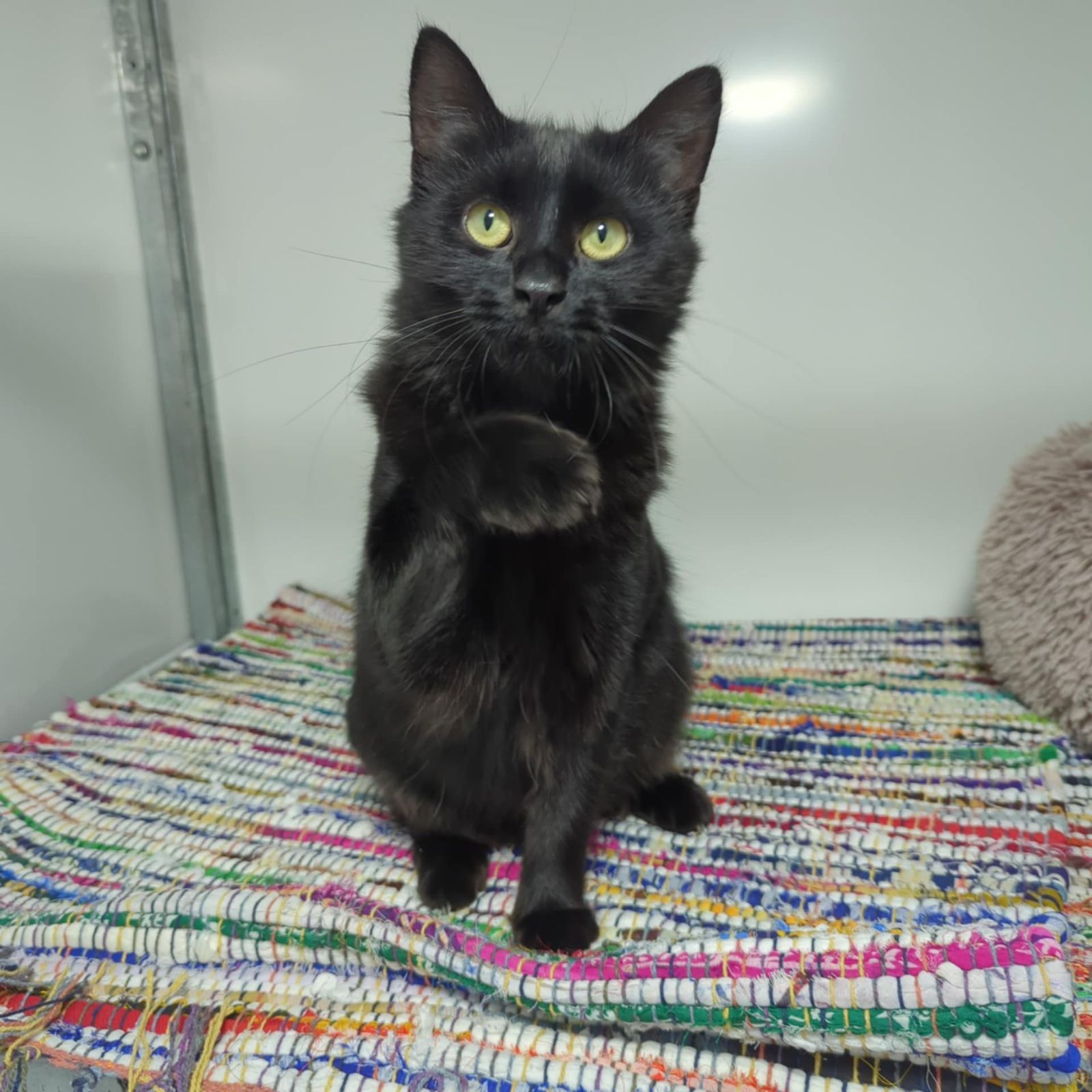 Storm- 1 Year Old Female - RainRescue