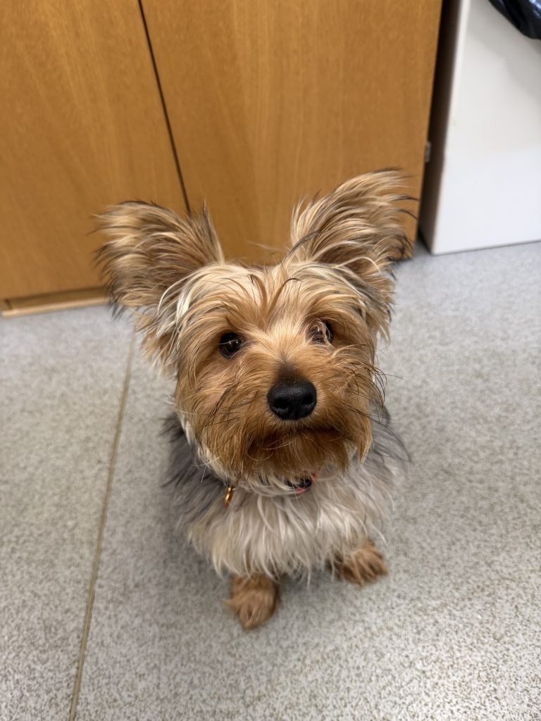 Pudding - 9 month old Male - AVAILABLE SOON - RainRescue