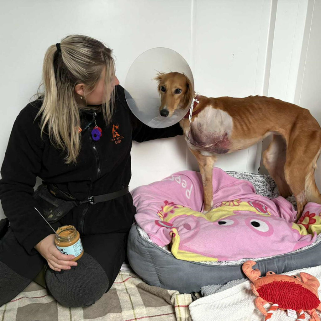 Rescuing Animals - About Us - RainRescue