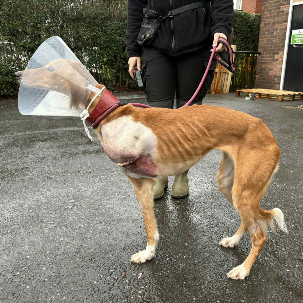 This Christmas, Animals Like Peaches Needs You - RainRescue