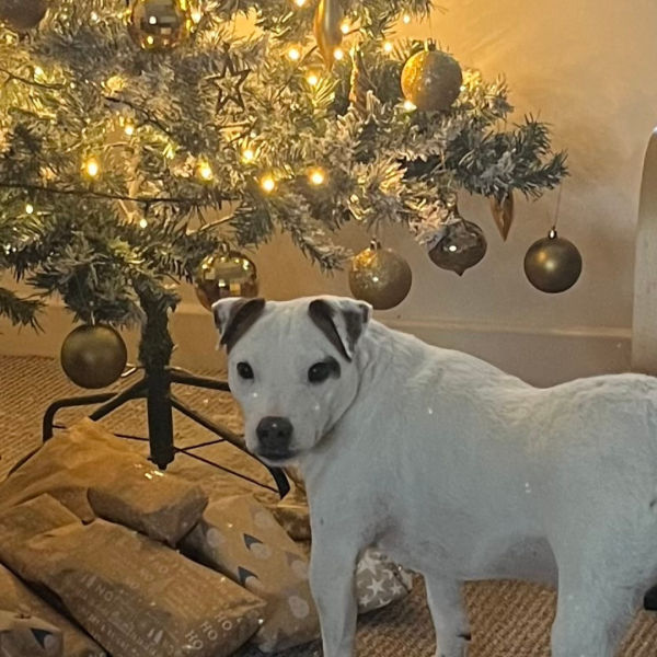 Rescuing Animals - About Us - RainRescue