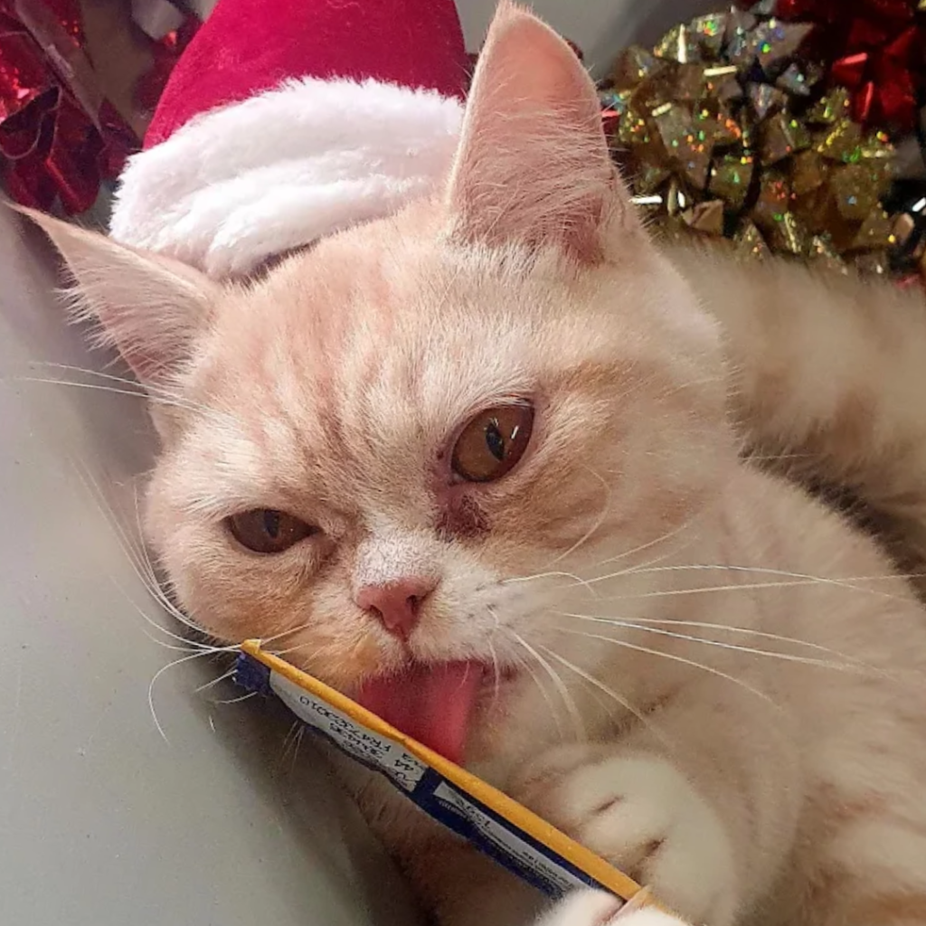 Left Behind at the Vet This Christmas.... - RainRescue