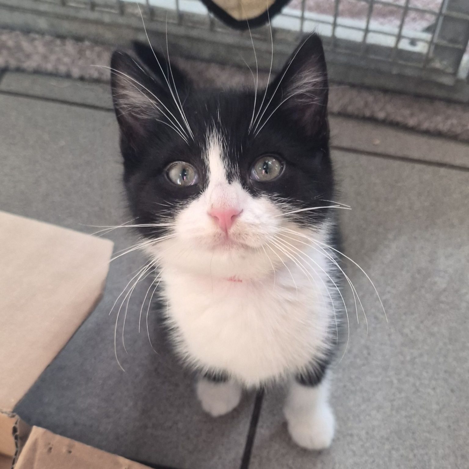 Roastie- 11 Week Old Female- MEETING BOOKED - RainRescue