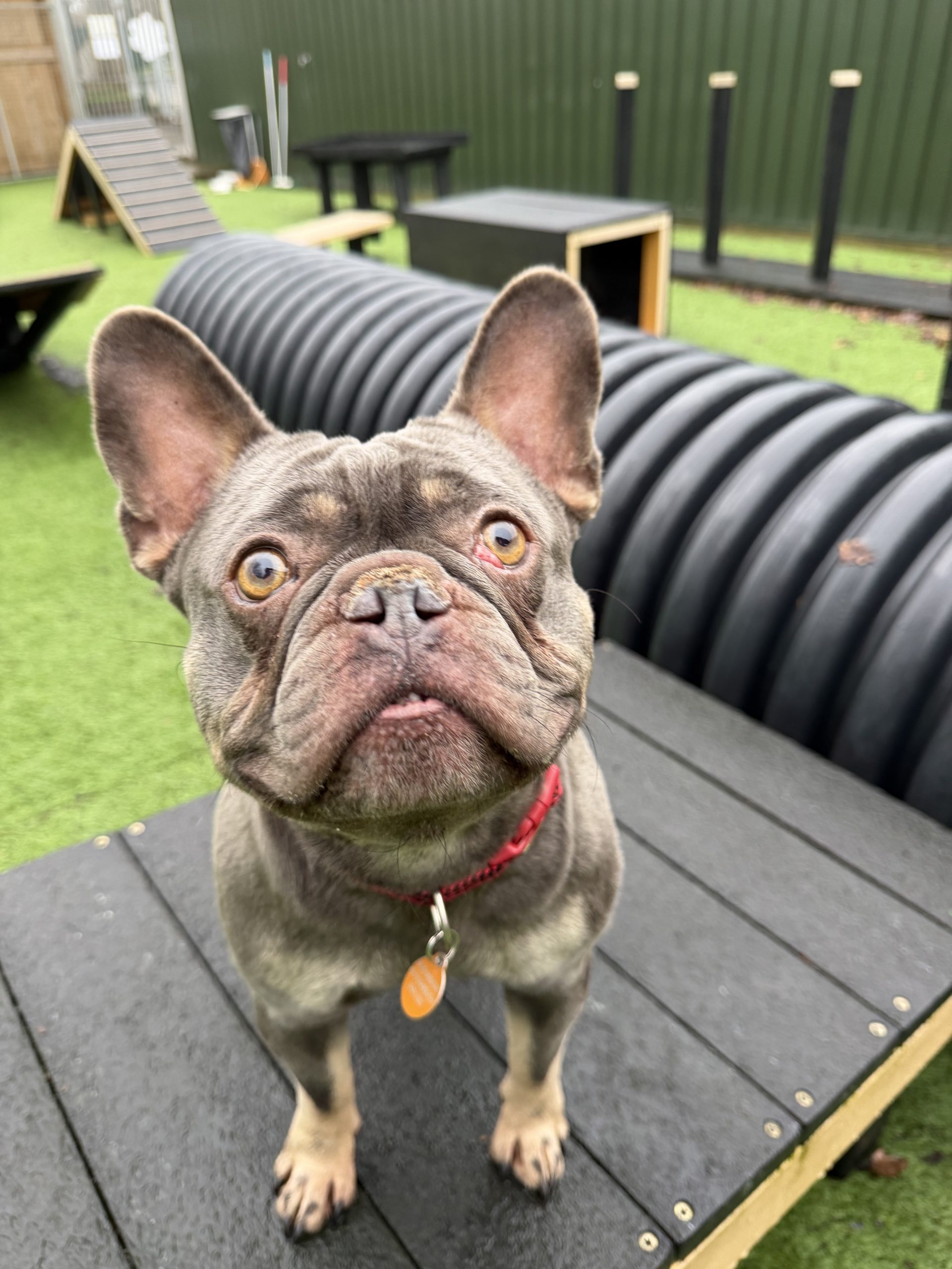 Arthur - 5 year old Male - RESERVED - RainRescue
